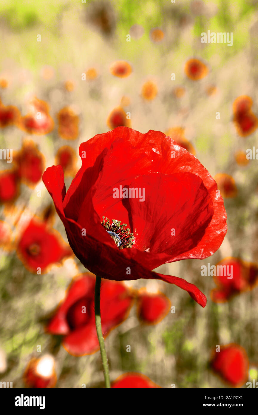 Gorgeous poppy hi-res stock photography and images - Alamy