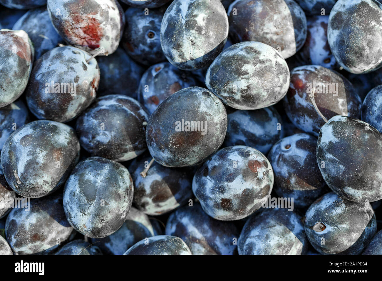 ripe plums as a background. close-up. Saturated dark blue color of ...