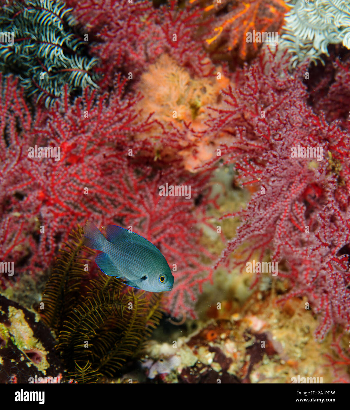 Indonesian damsel, Pomacentrus melanochir, sheltering around sea fans ...