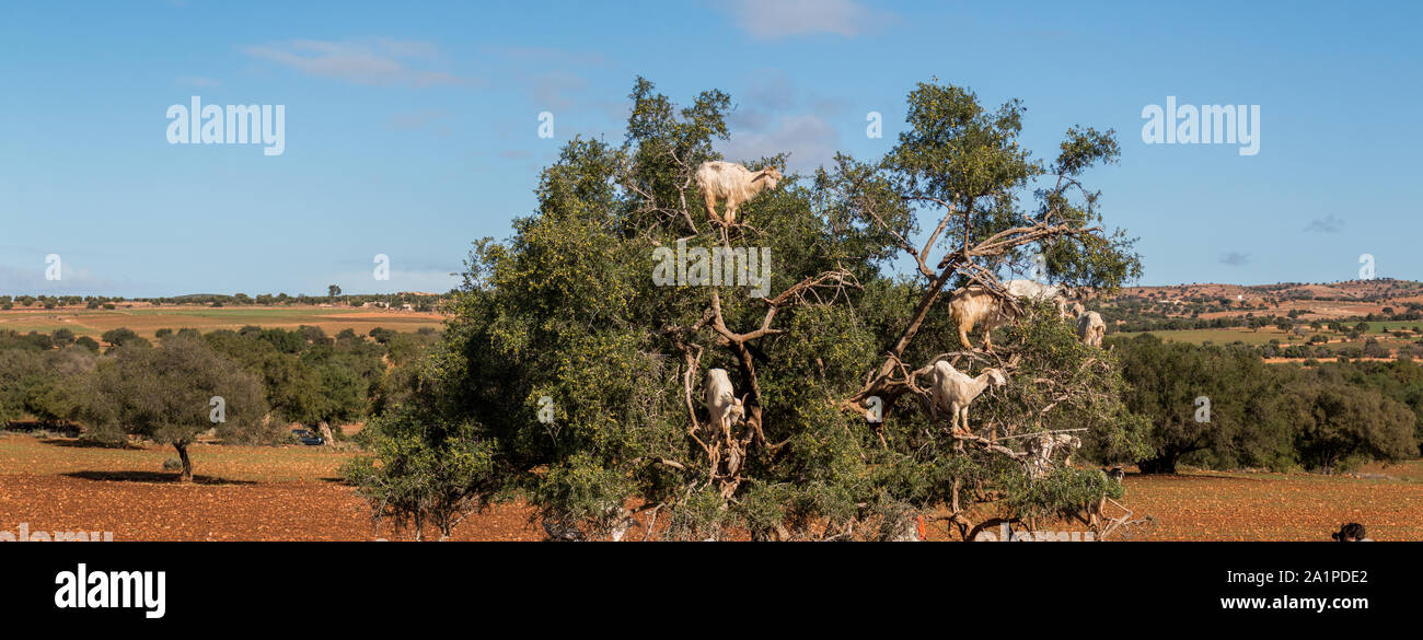 Maroco hi-res stock photography and images - Alamy