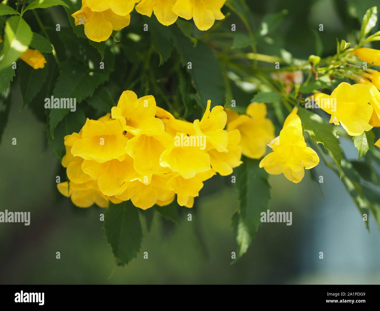 Yellow trumpet flower, ellow elder, Trumpetbush, Tecoma stans blurred ...