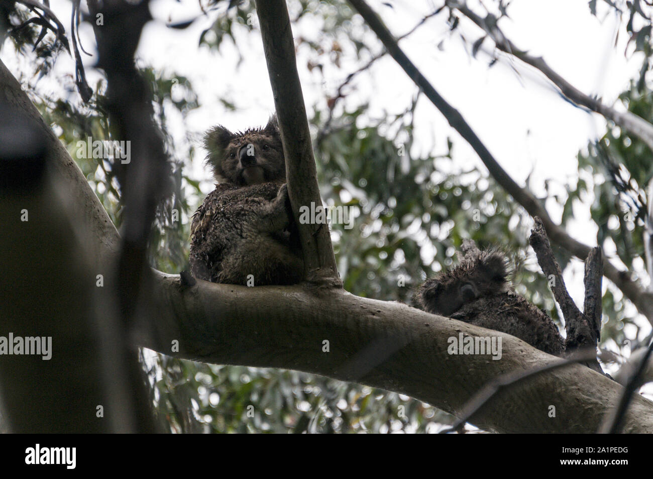 Two Koalas squatting high up a gum tree during heavy rain in the rain ...