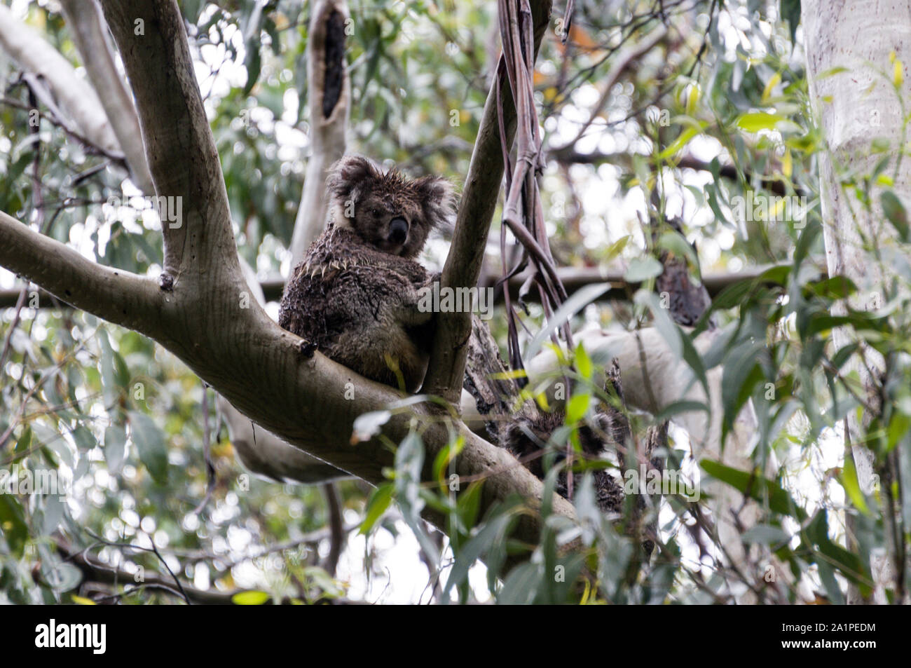 Two Koalas squatting high up a gum tree during heavy rain in the rain ...