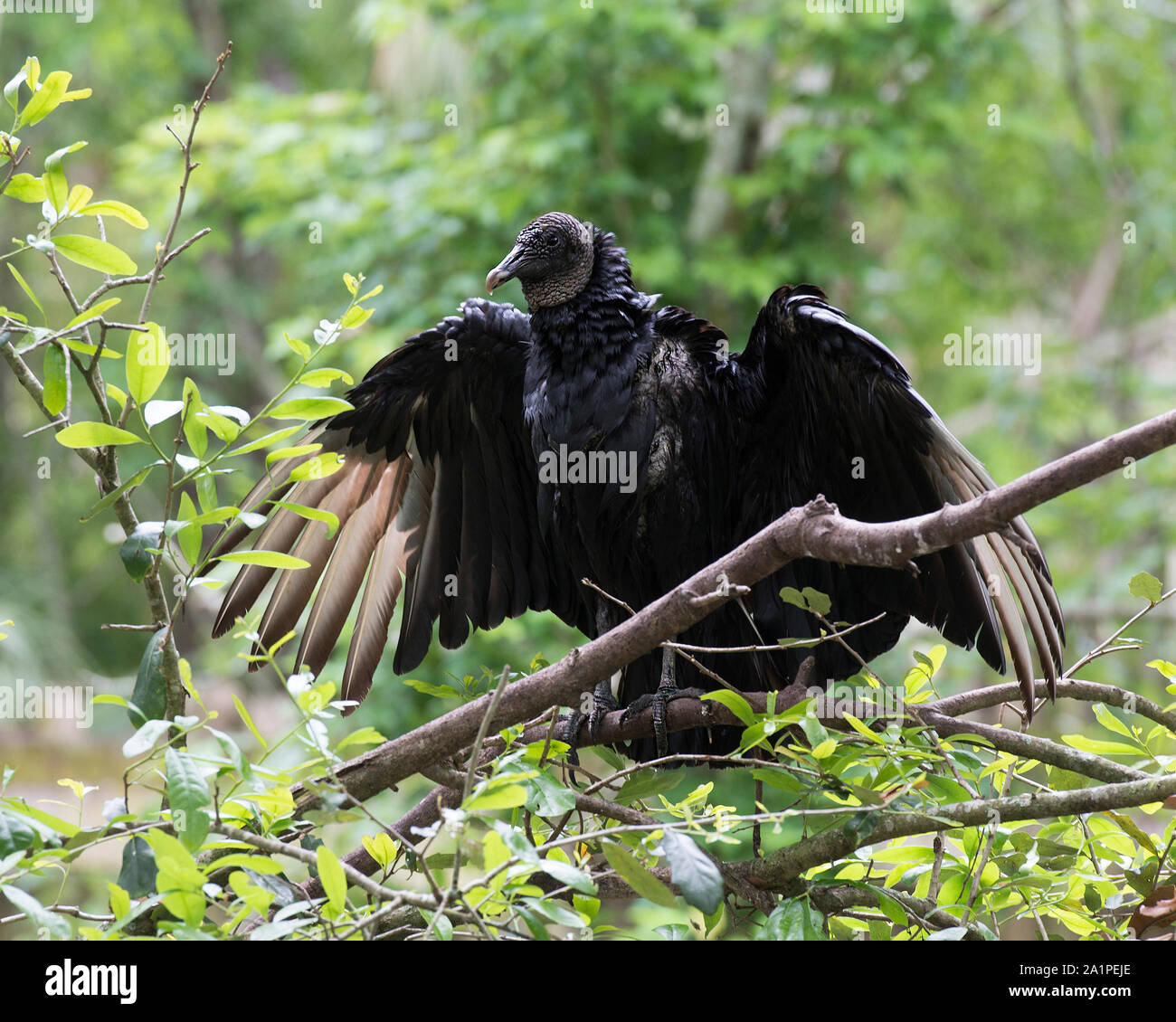 Black Vulture bird perch on a branch with its spread wings with a nice ...