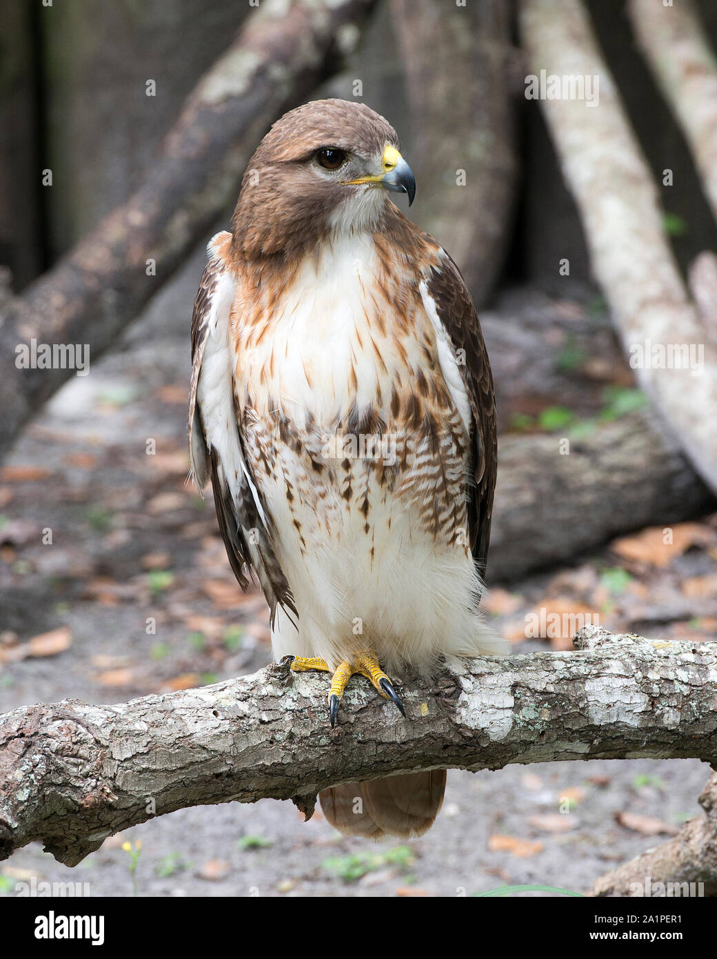 Hawk perch hi-res stock photography and images - Alamy