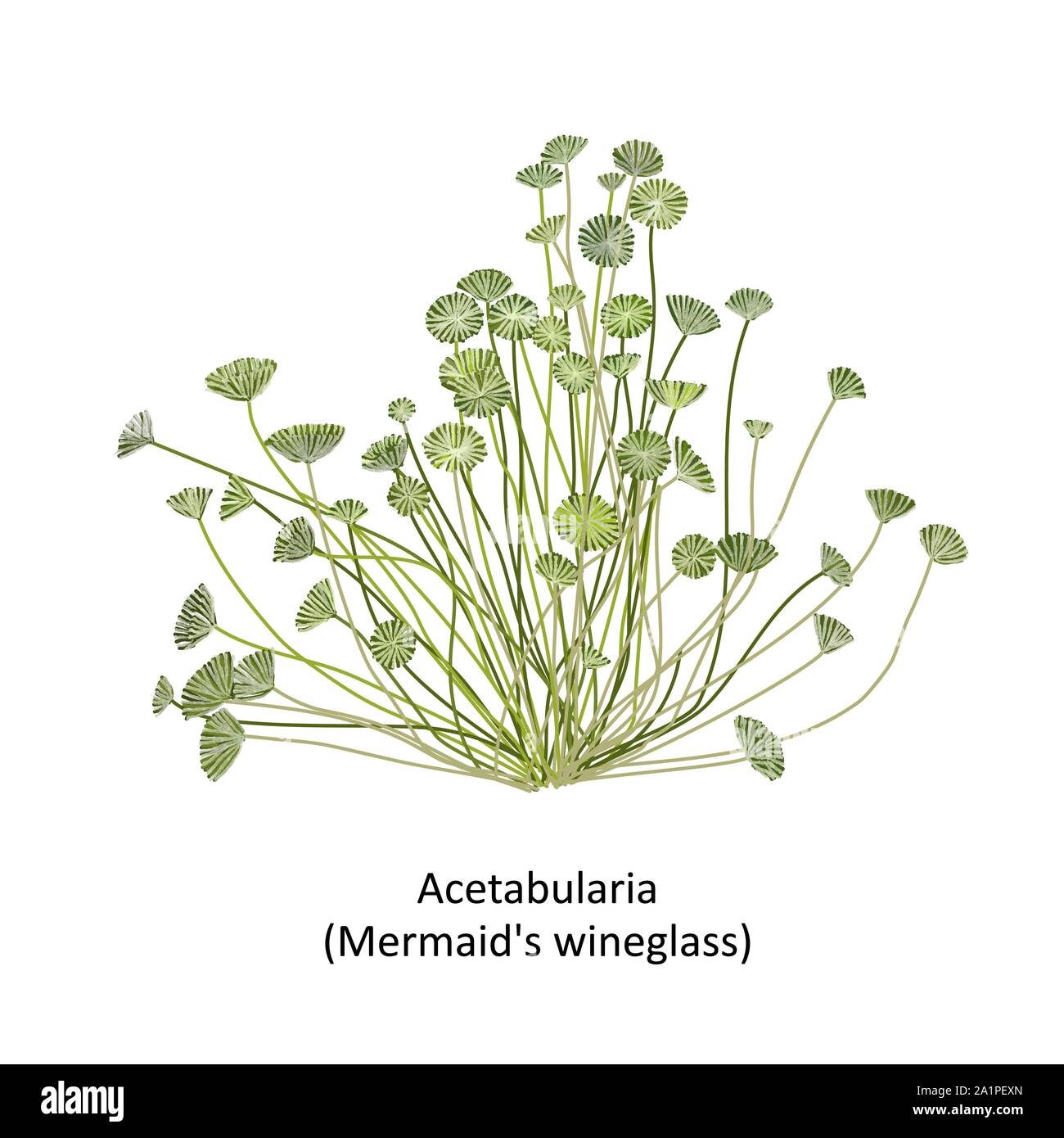 Acetabularia Labeled Dissection Scope