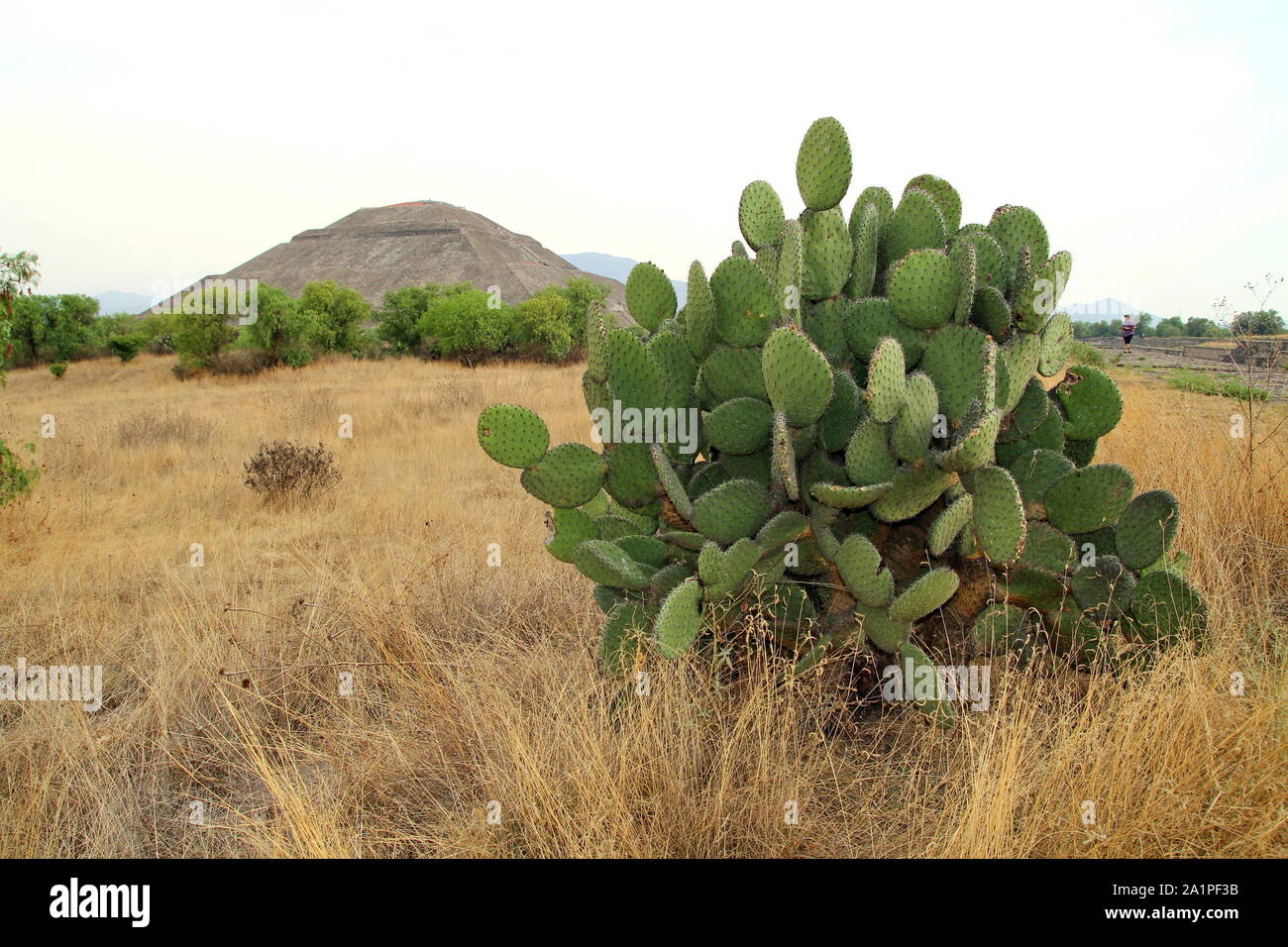Nopal cultivation hi-res stock photography and images - Alamy