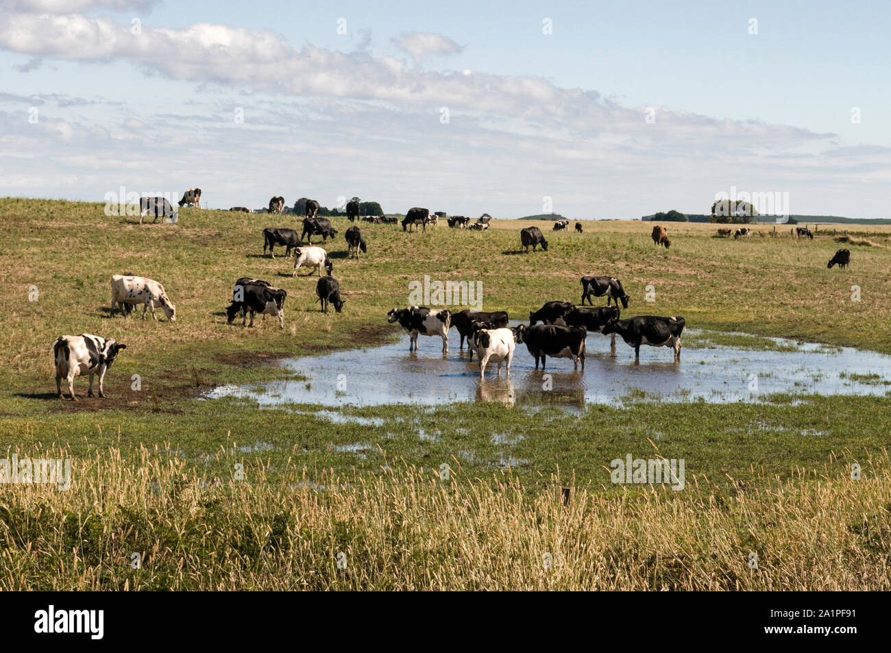 Australian dairy cattle hi-res stock photography and images - Alamy
