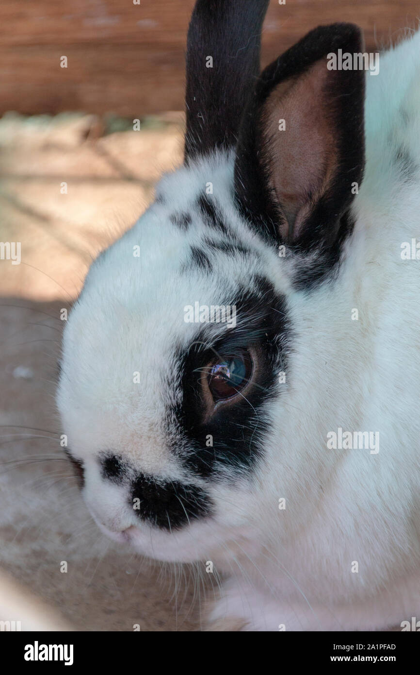 White patches on the face hi-res stock photography and images - Alamy