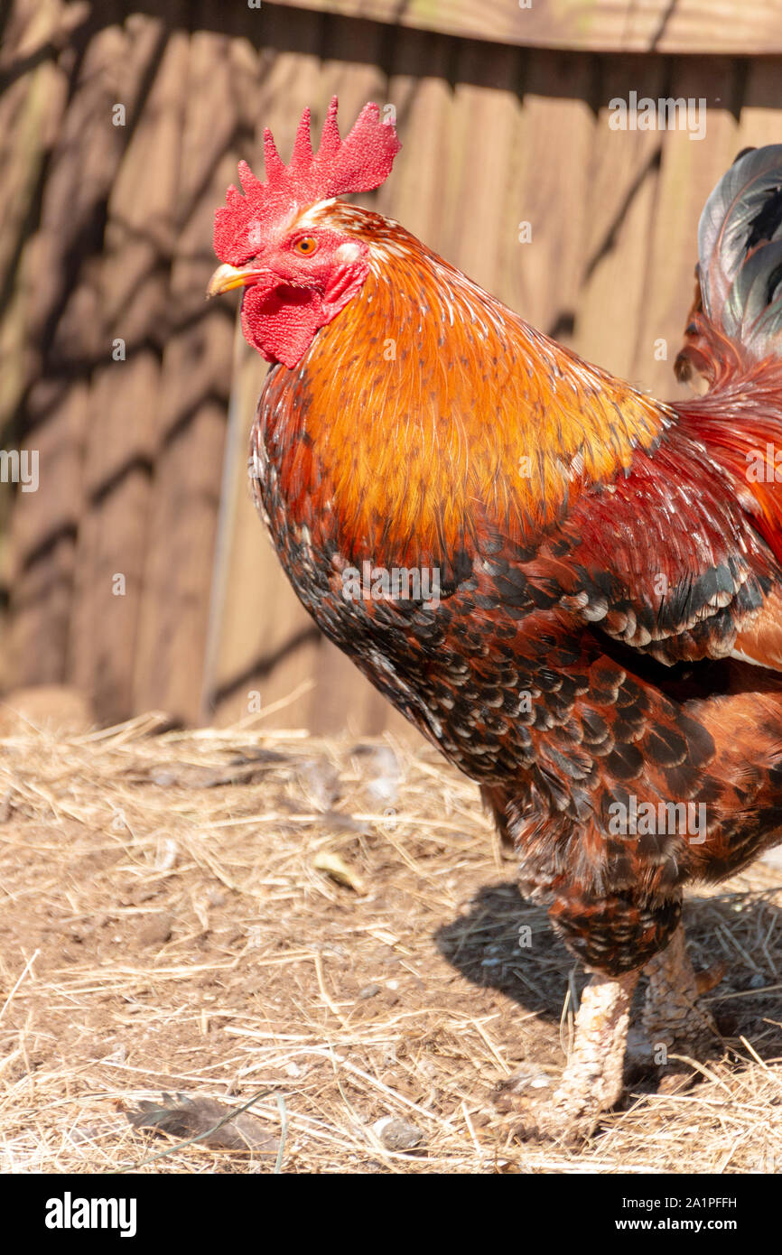 Rooster mass hi-res stock photography and images - Alamy