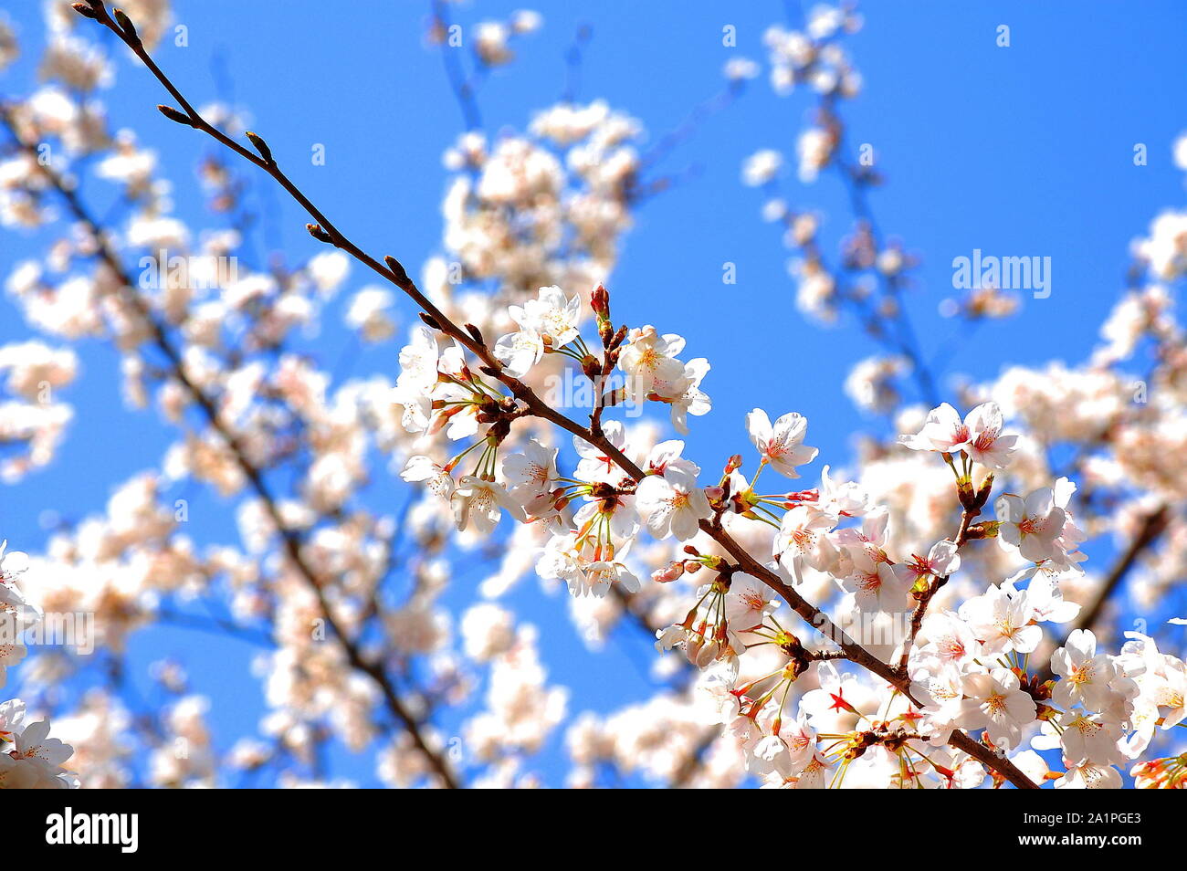 Tree Photography Pink Cherry Blossoms with a soft blueish tint Fine Art ...