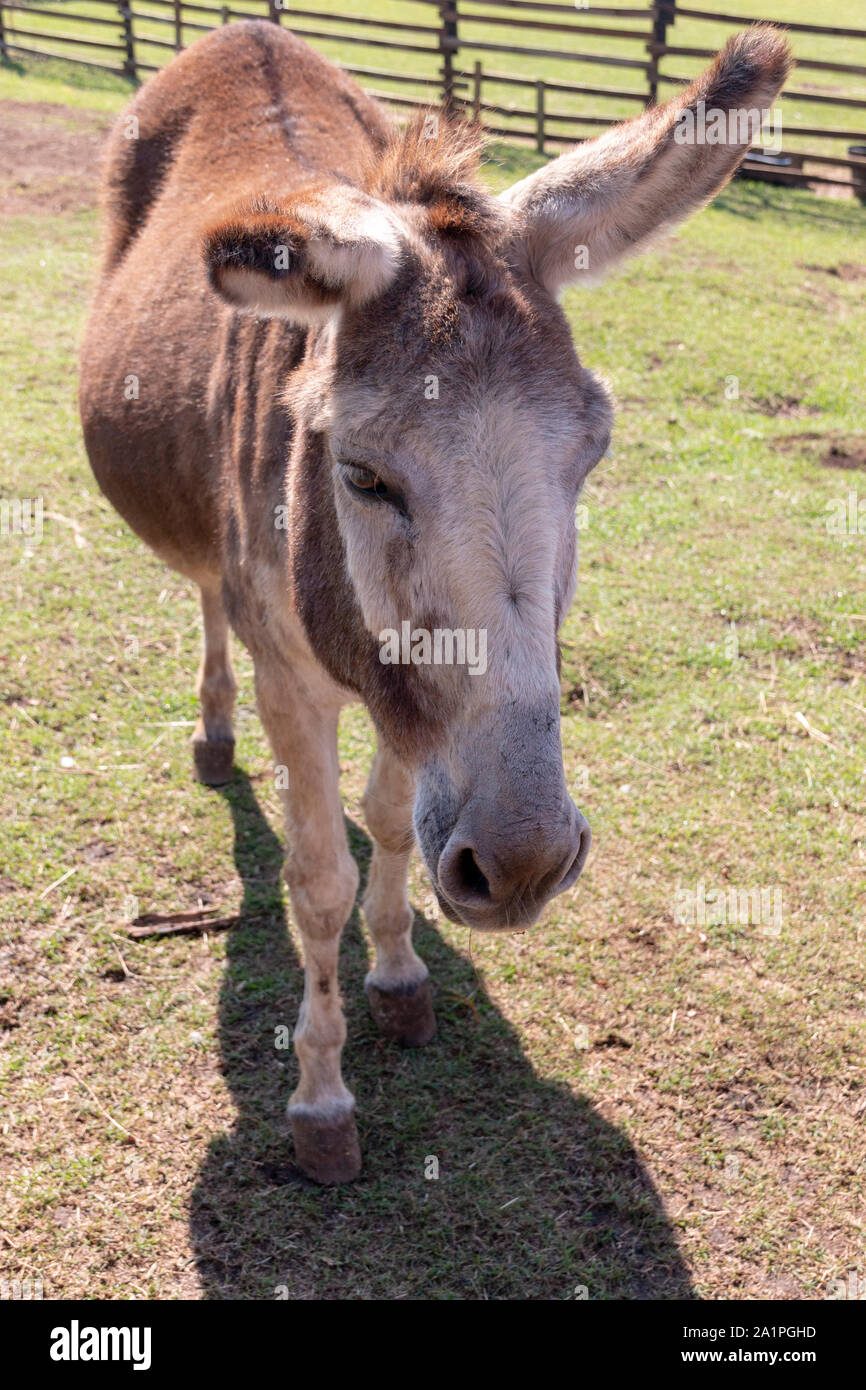 Donkey fur texture hi-res stock photography and images - Alamy