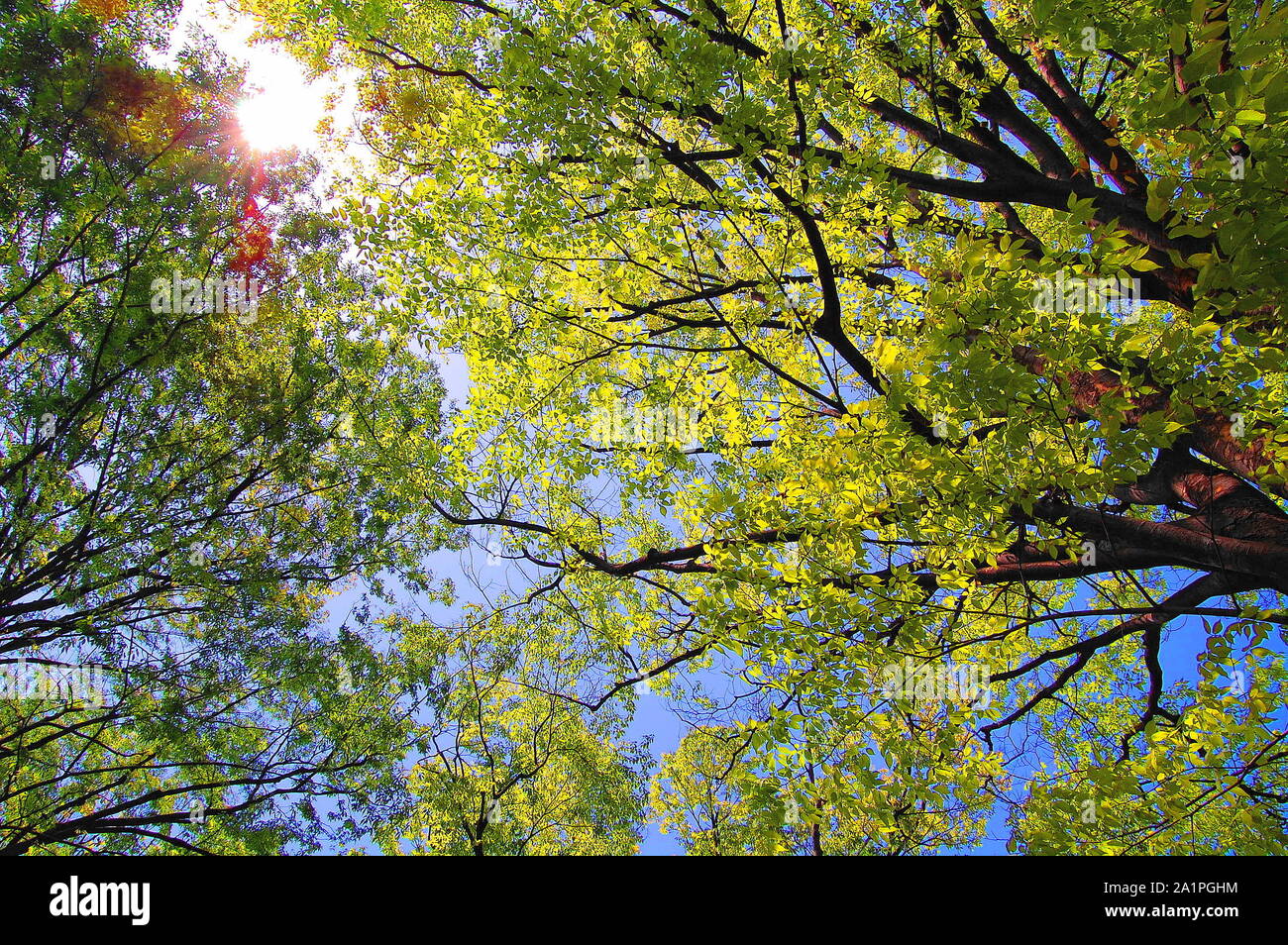 Cartoon tree logo design hi-res stock photography and images - Alamy