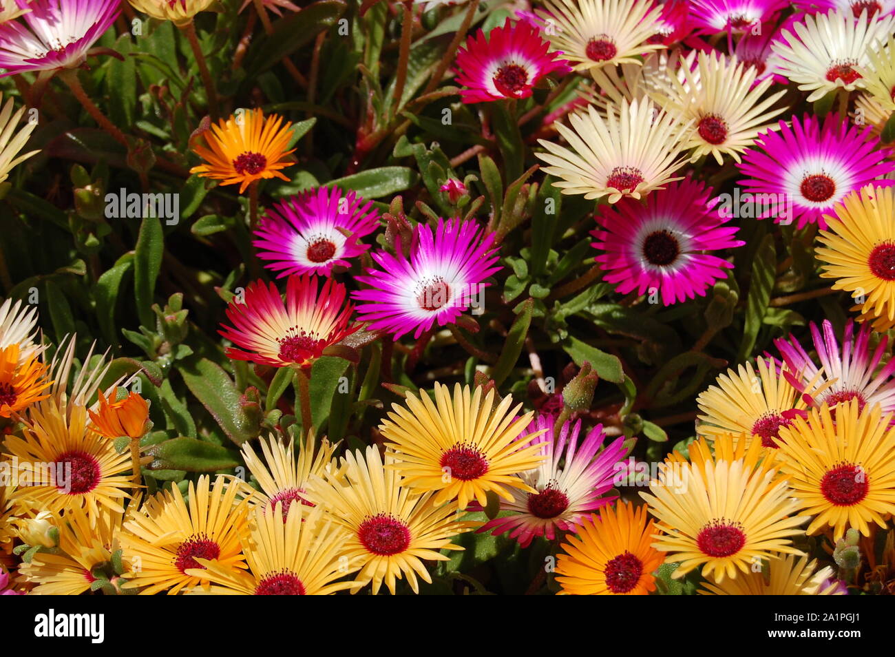 Japanese flowers to see in spring hydrangea, roses, tulips, and many ...