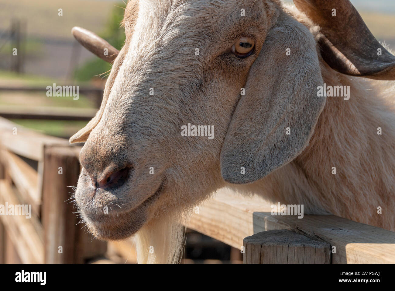 A close up view of a goat waiting to be feed Stock Photo - Alamy