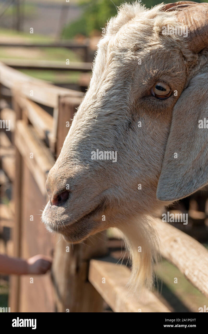 Goat fingers up hi-res stock photography and images - Alamy