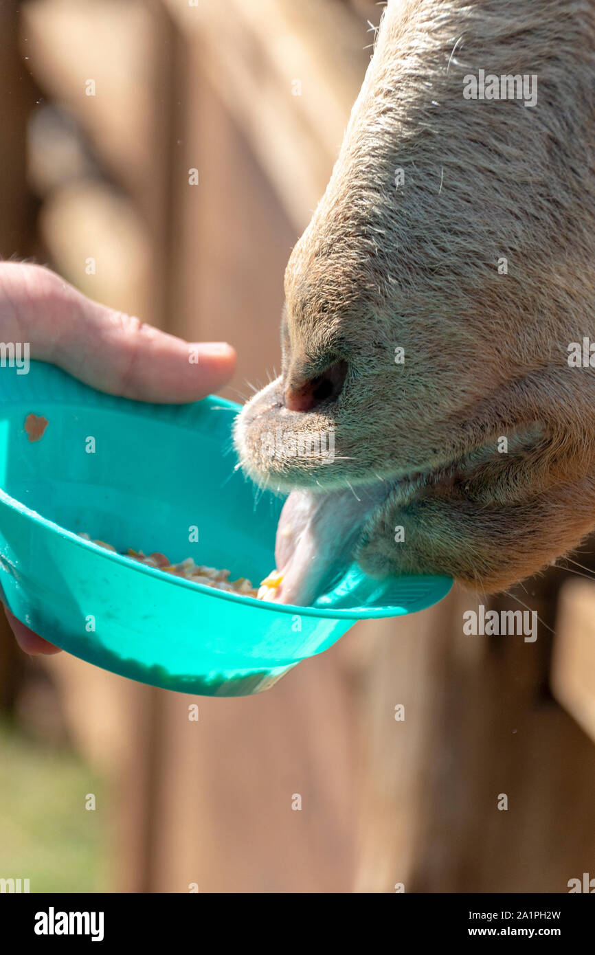 a close up view of a goat eating Stock Photo - Alamy