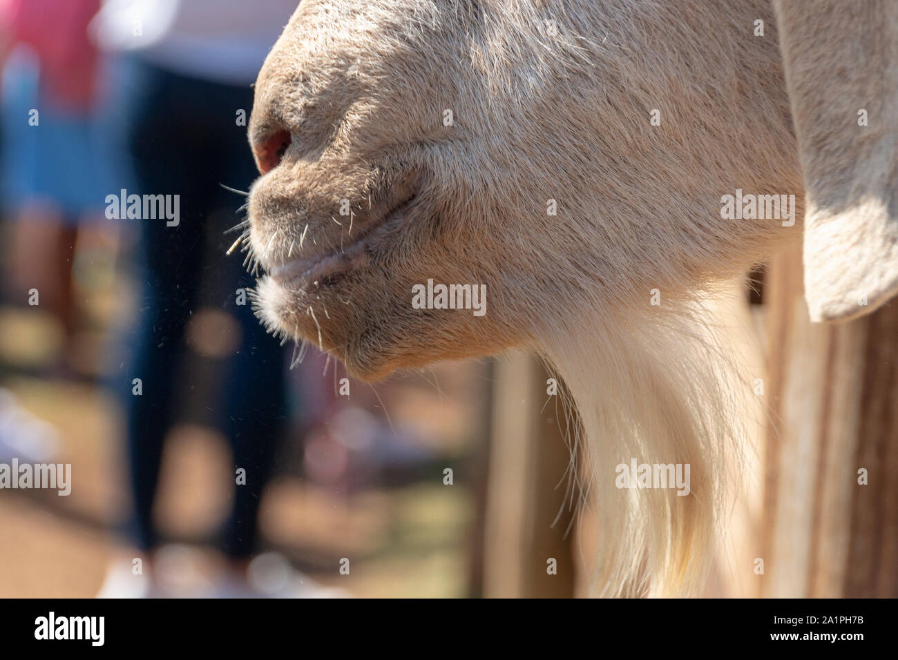 a close up view of a goat eating Stock Photo - Alamy