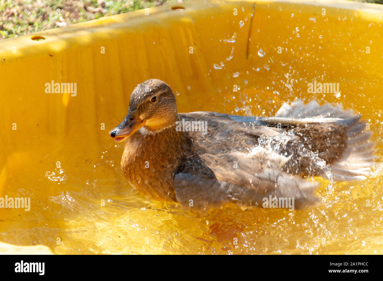 A close up view of a duck splashing around in a plastic yellow shell ...