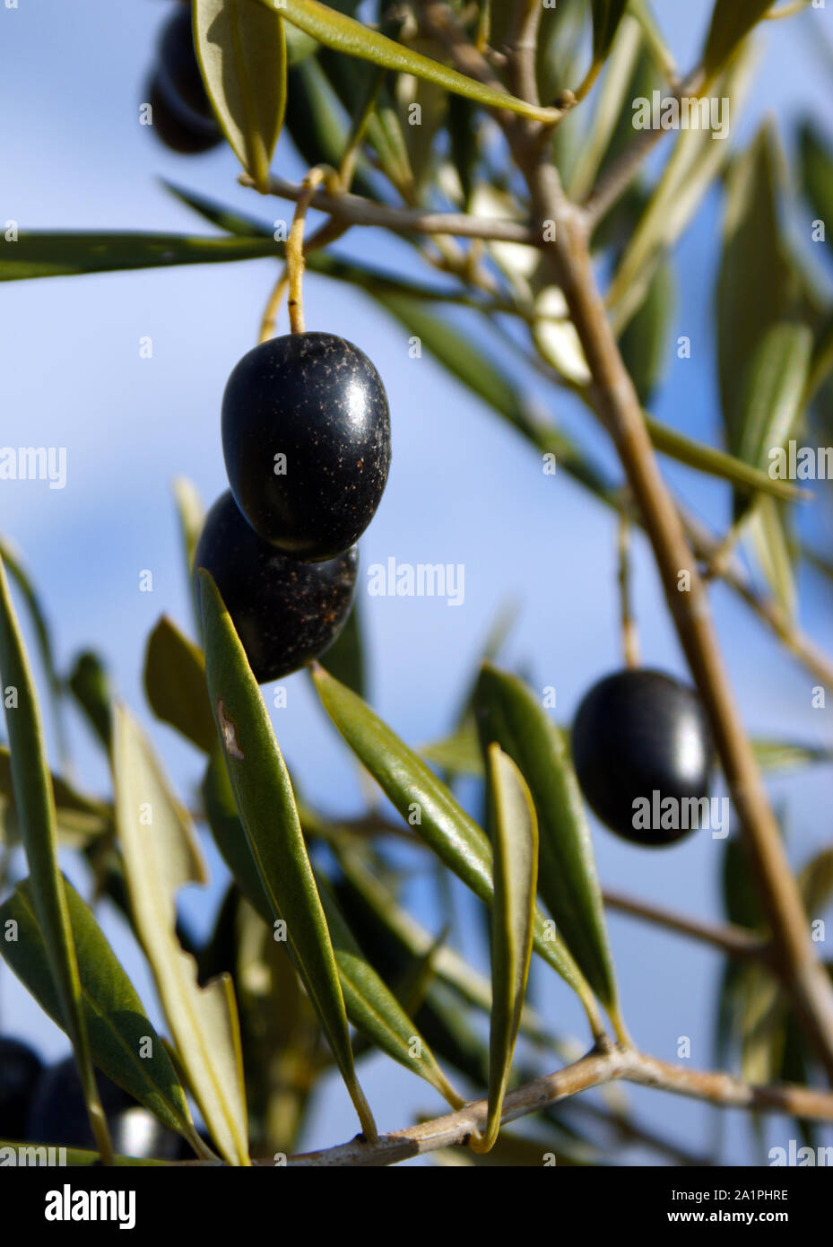 Black olive tree hi-res stock photography and images - Alamy
