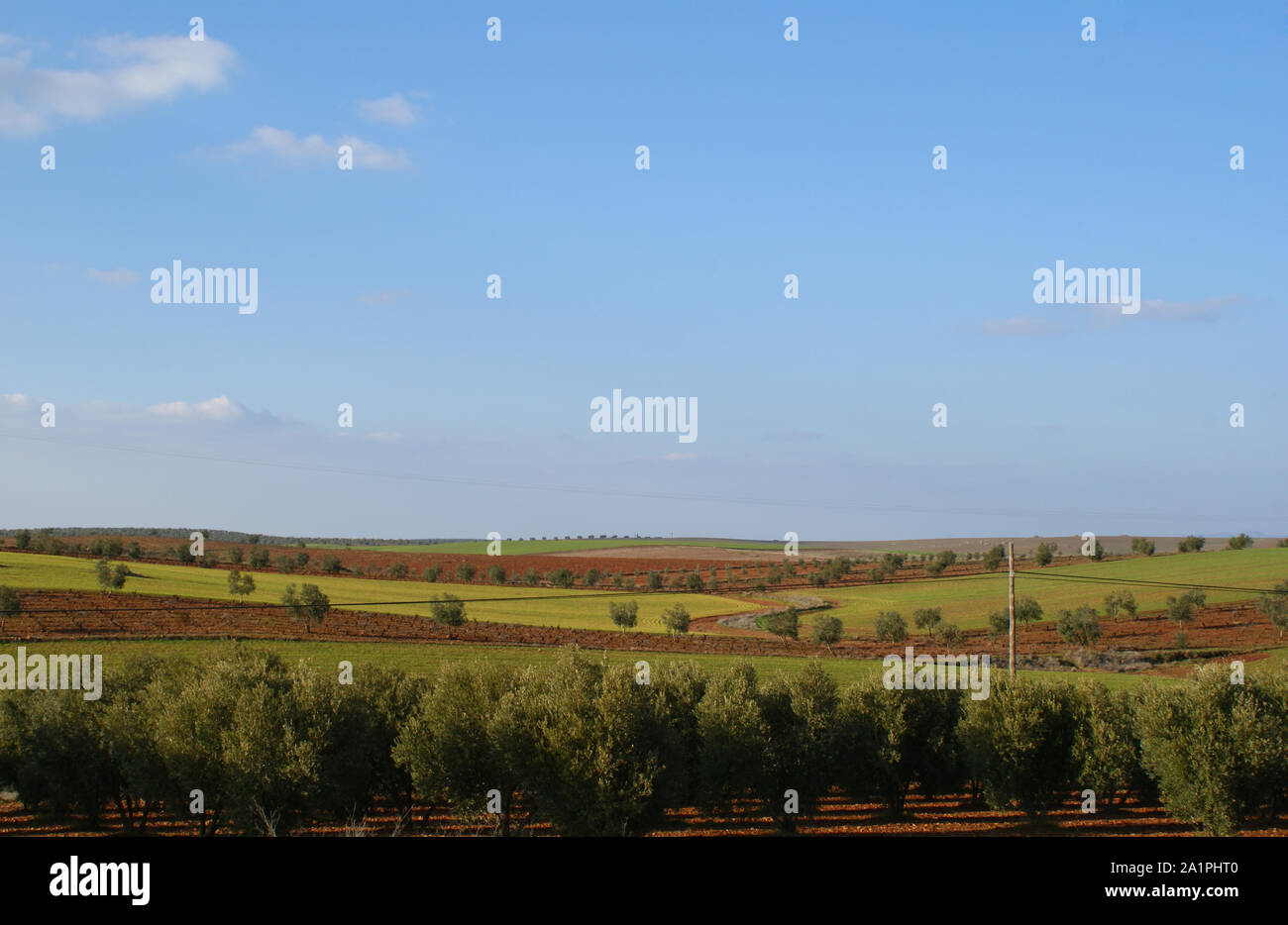 Healthy grapevines hi-res stock photography and images - Alamy