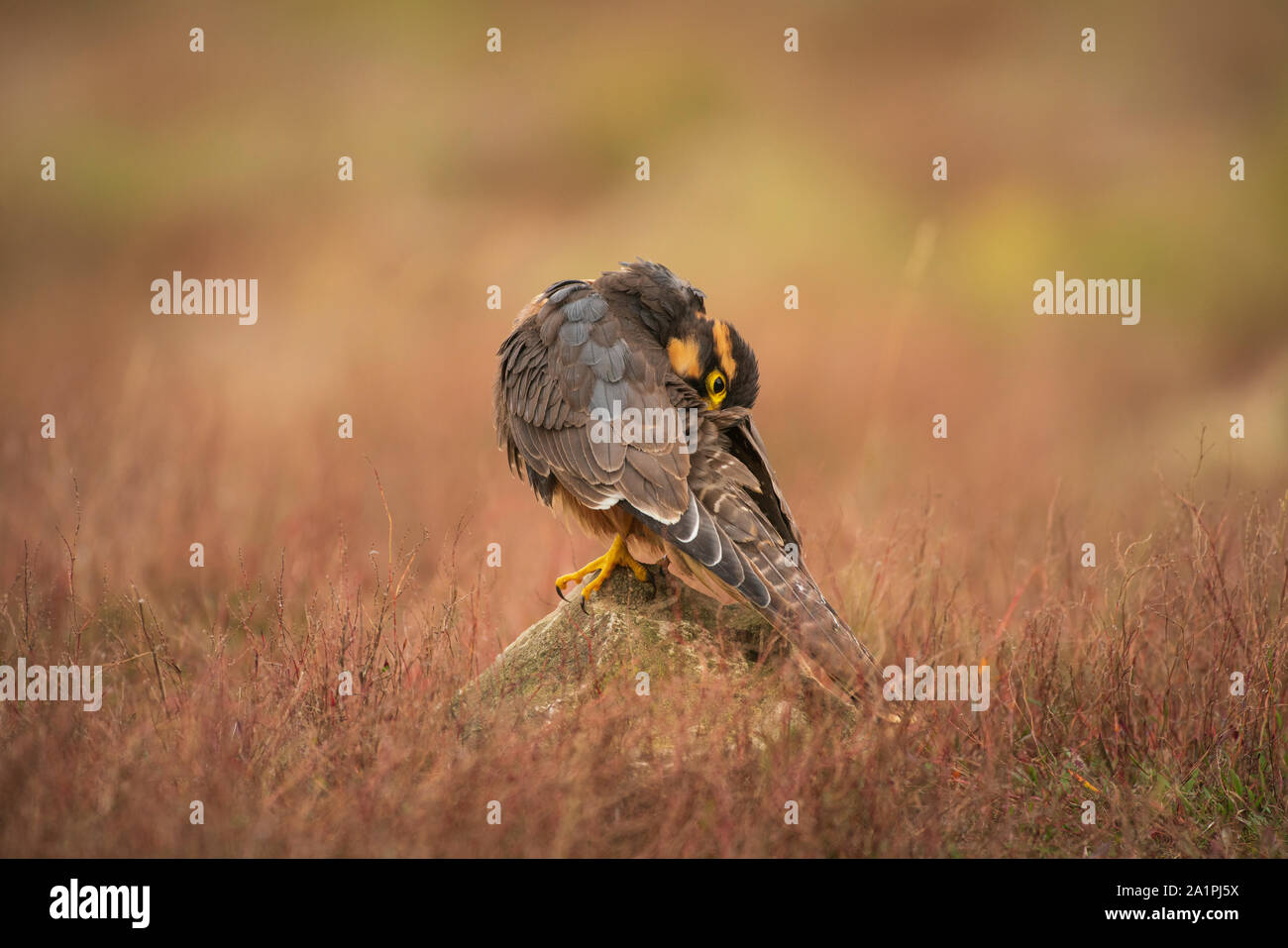 Aplomada falcon, Falco femoralis, captive in dry scrub Stock Photo - Alamy