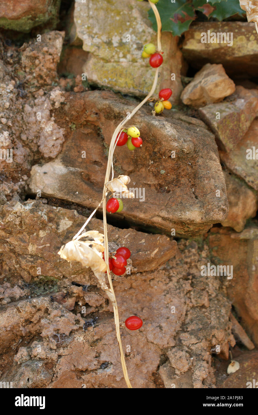 Image stone berry hi-res stock photography and images - Alamy