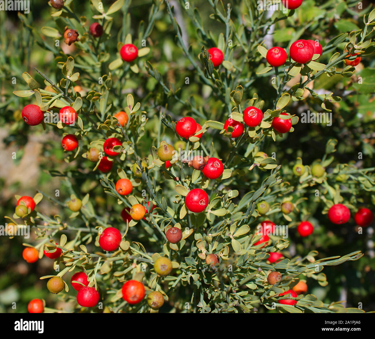 Red and green berry plant Stock Photo - Alamy