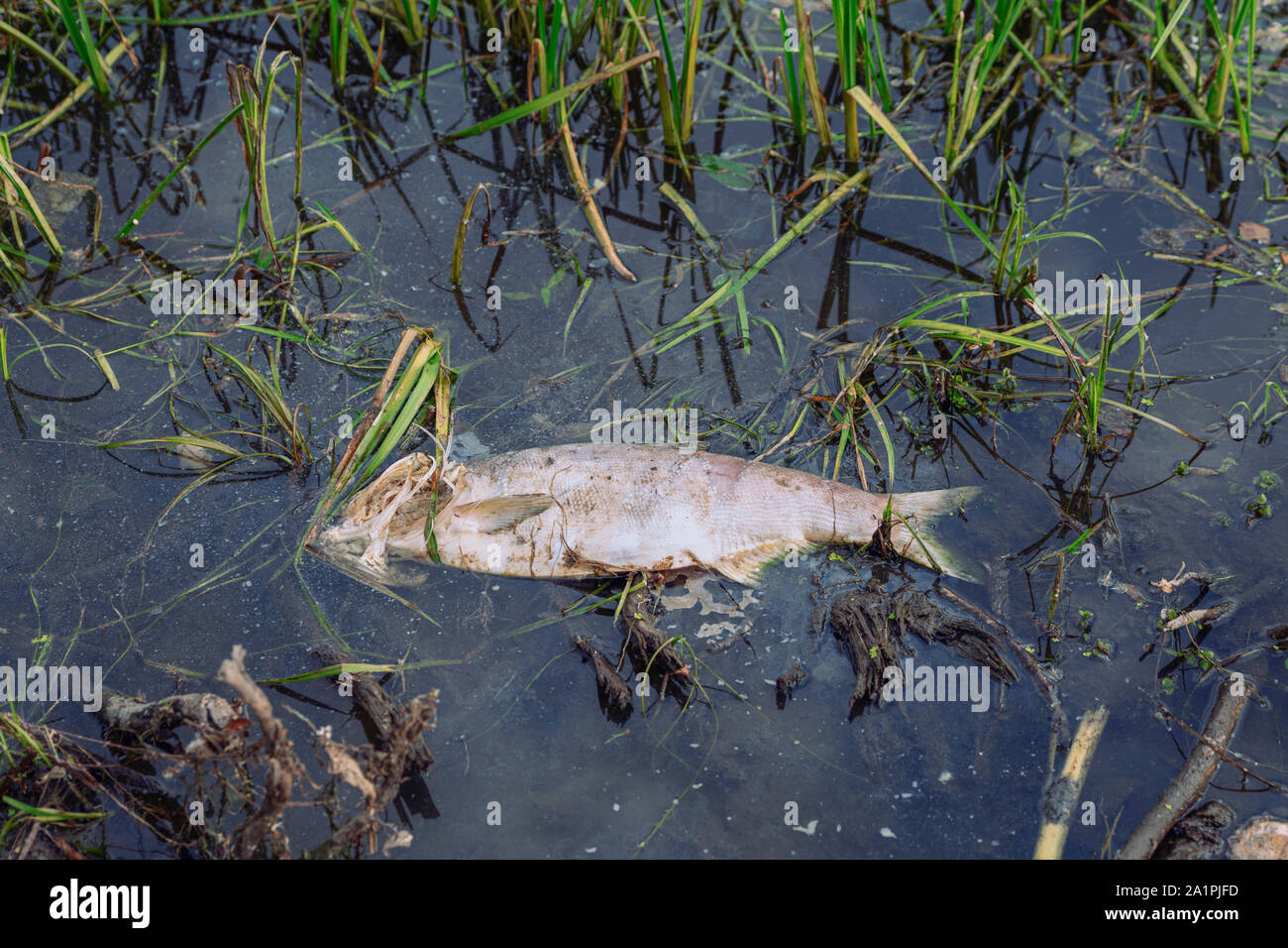 Dead fish on bank river hi-res stock photography and images - Alamy