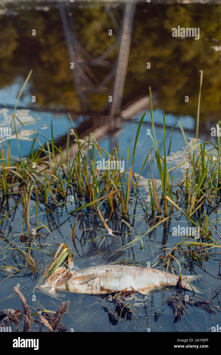 Bloated, dead, poisoned fish lies on the river bank. impact of toxic ...