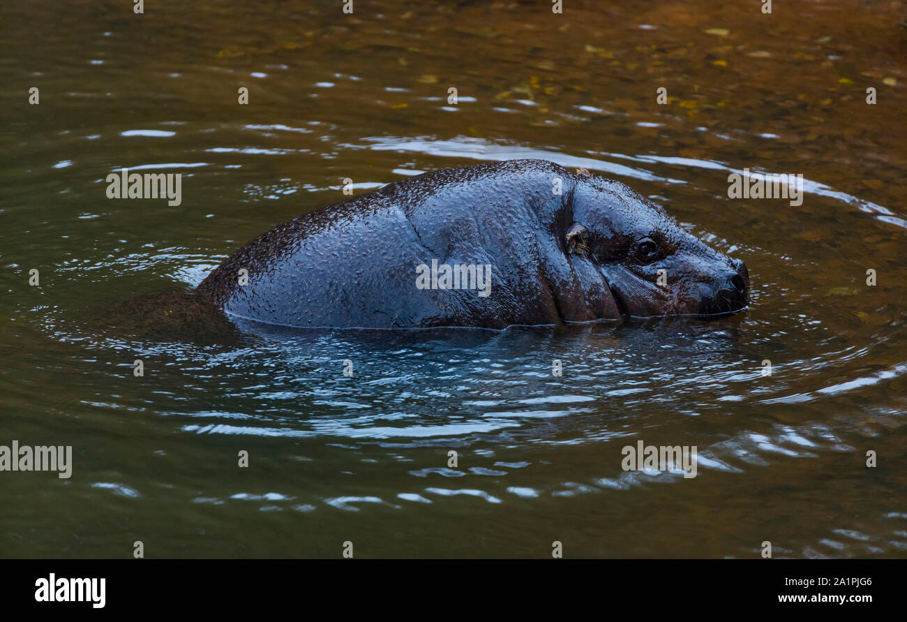 Pygmy hippopotamus (Choeropsis liberiensis or Hexaprotodon liberiensis ...