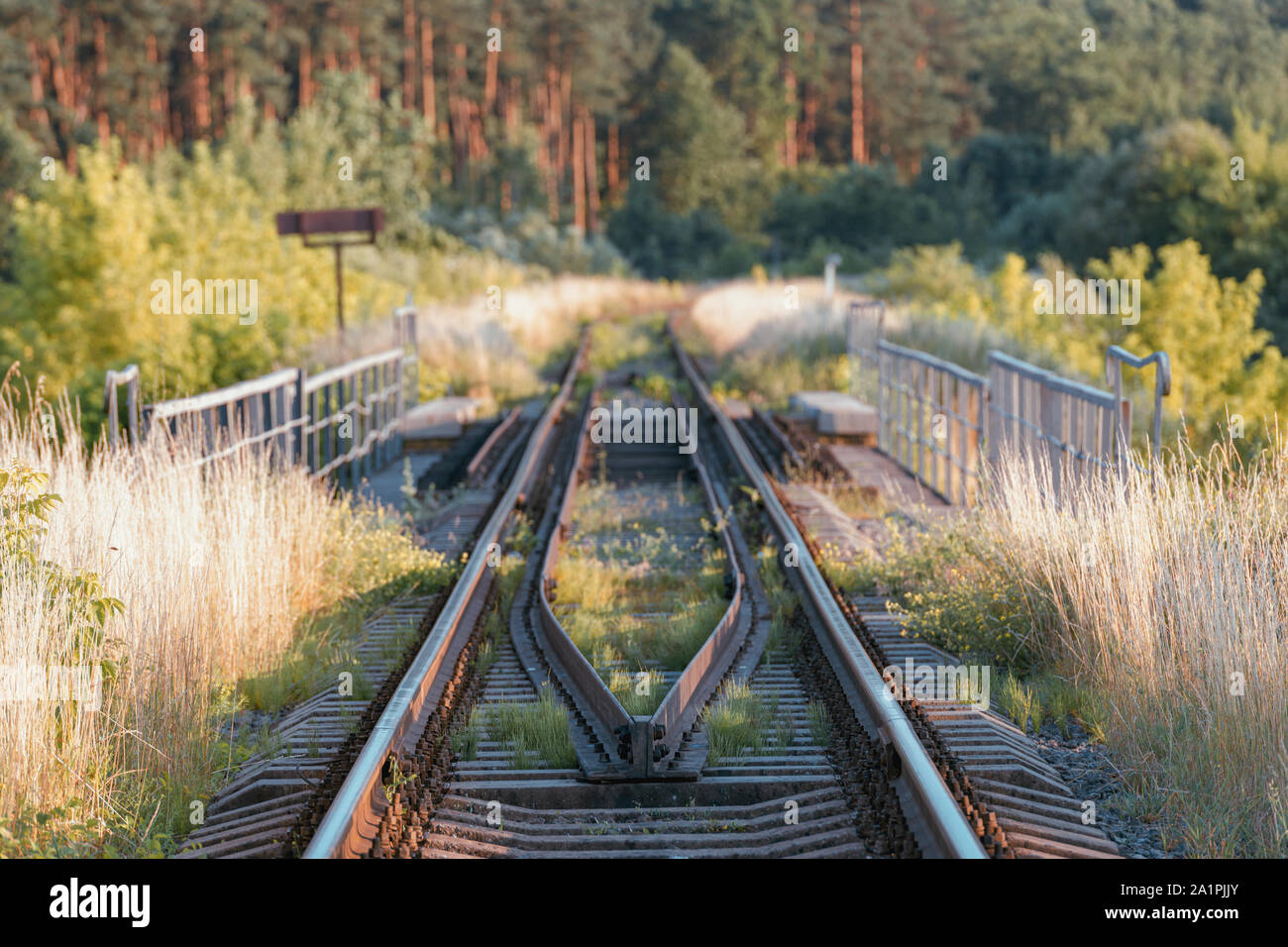 Close-up perspective view of railroad tracks via pine forest Stock ...