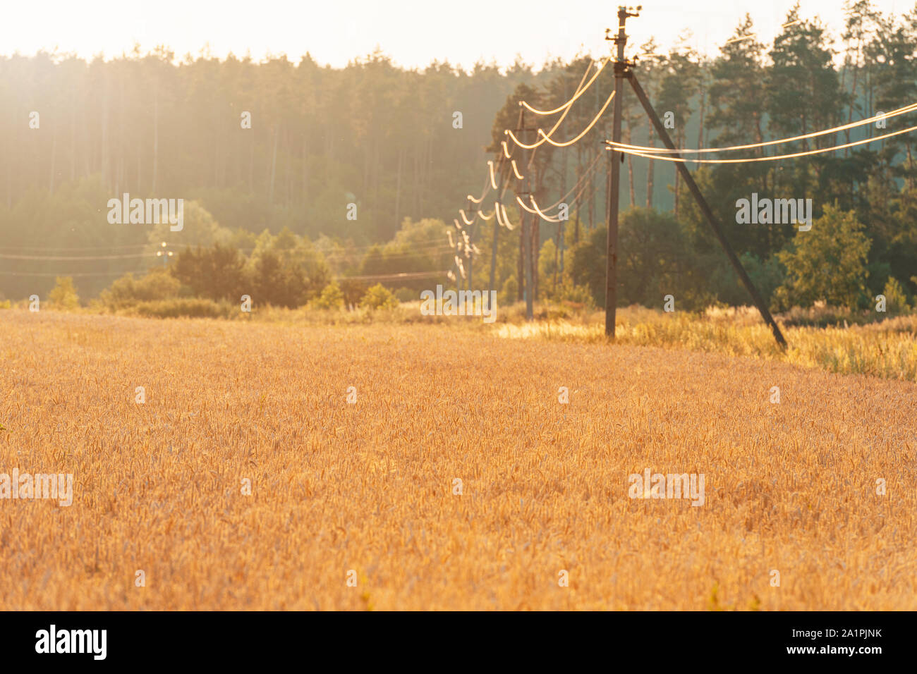 Powerlines under sunset sun go through green field and forest Stock ...