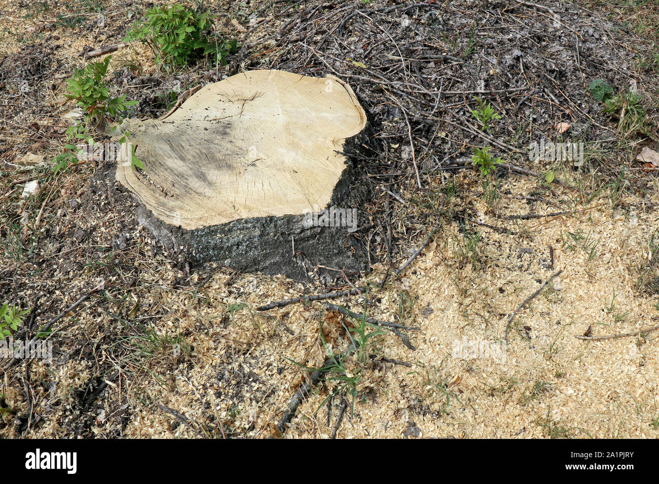 Tree trunk cutting cut out hi-res stock photography and images - Alamy