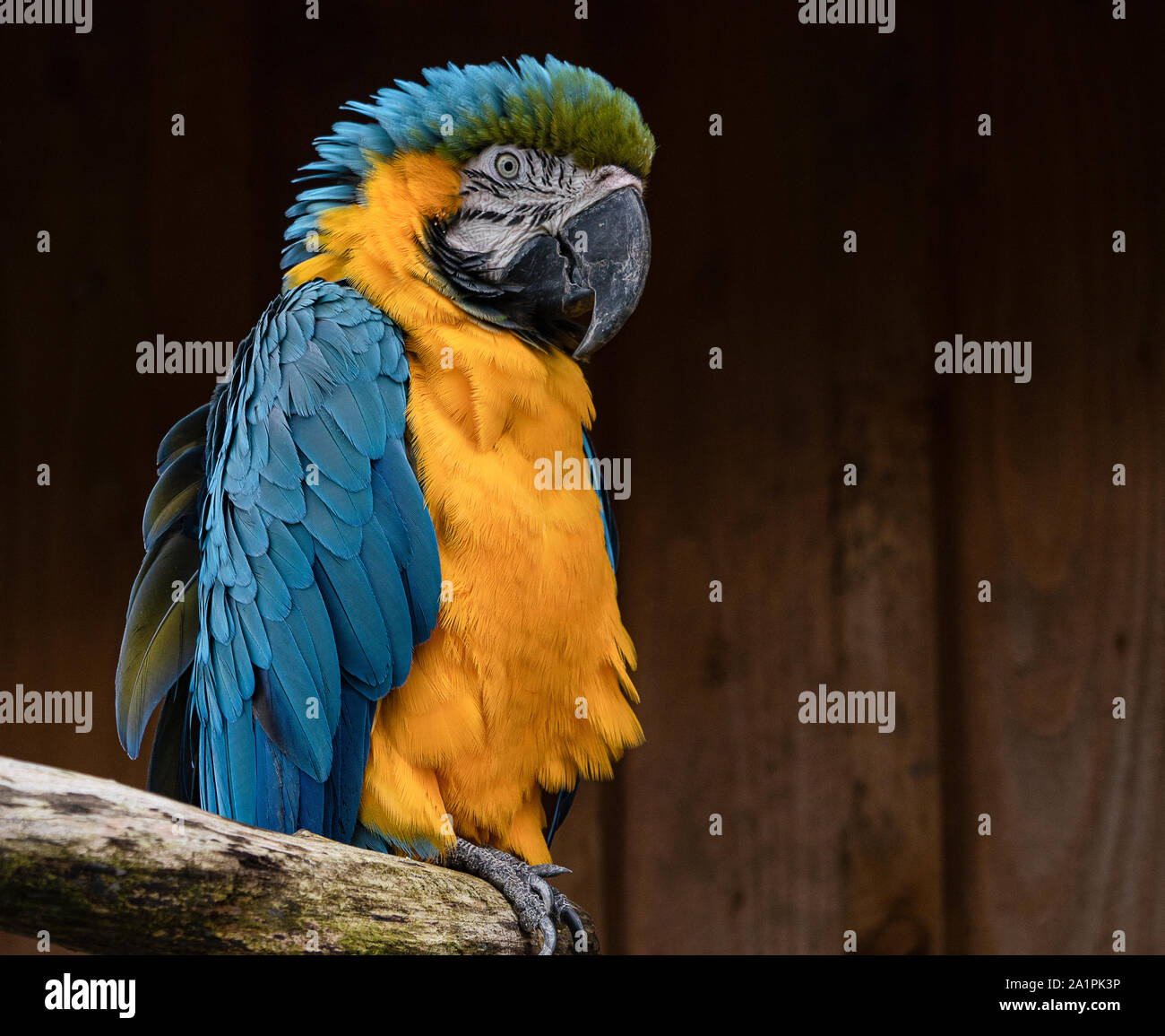 yellow and blue Macaw portrait Stock Photo - Alamy
