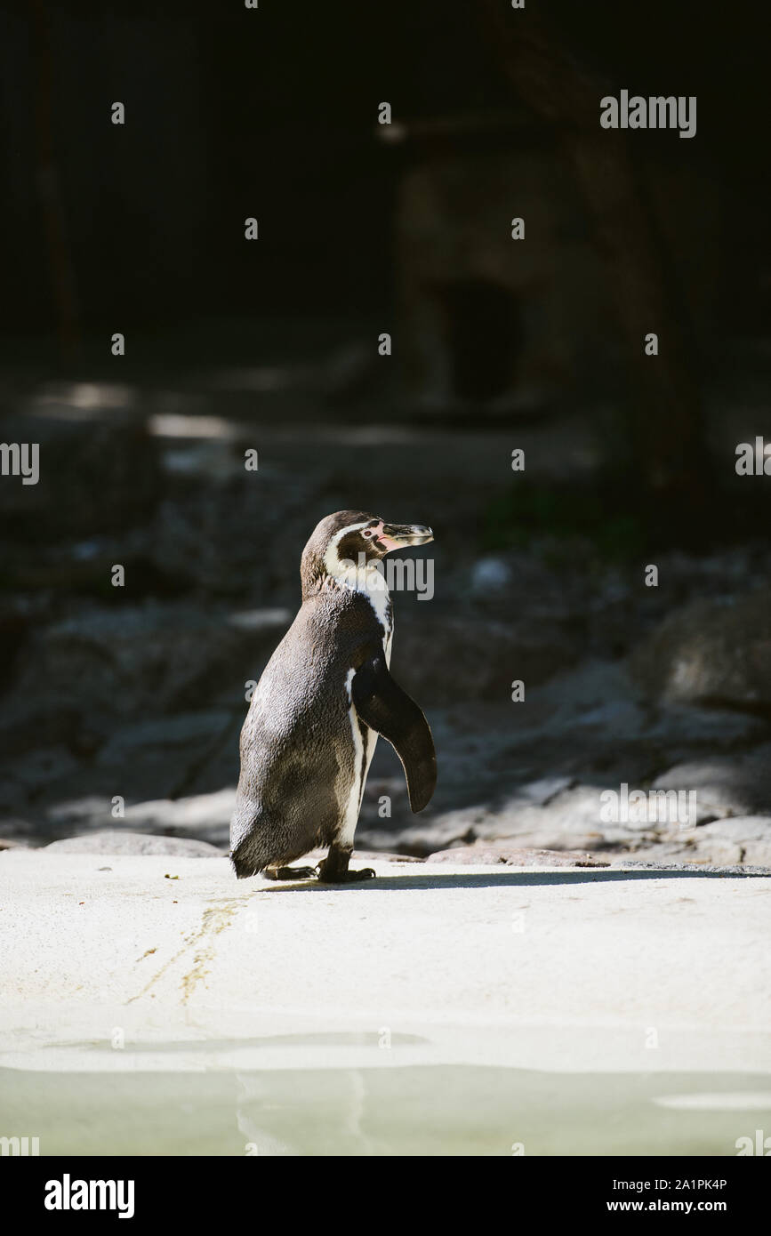 The penguin stands and looks straight. Copyspace Stock Photo - Alamy