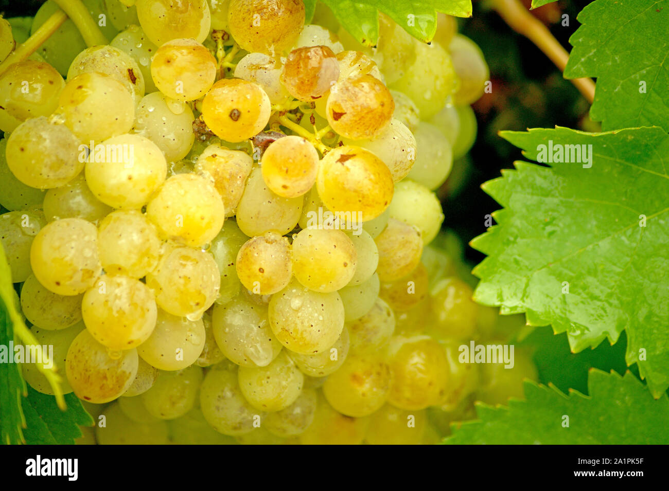 Grape cluster hi-res stock photography and images - Alamy
