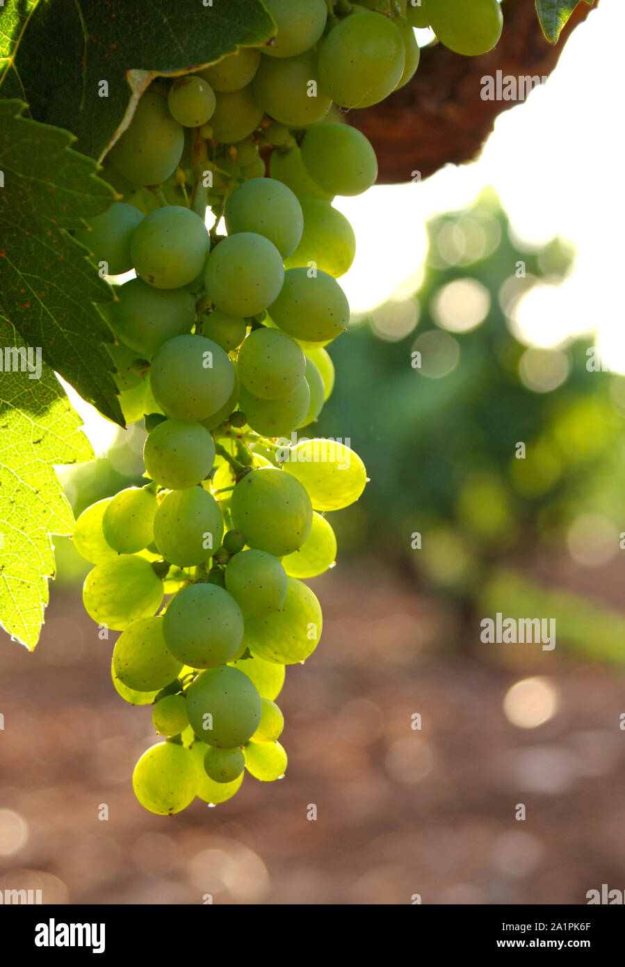 Grape, cluster, cluster of grapes, grapevine, vineyard, leaves, field ...