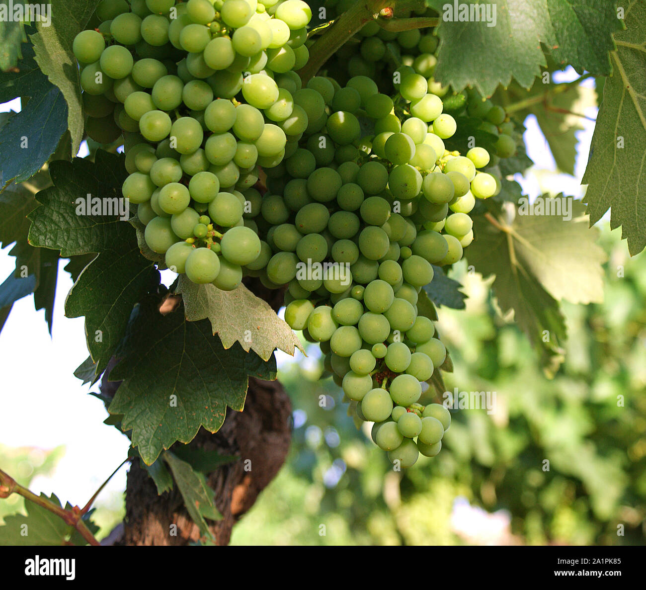 Grape, cluster, cluster of grapes, grapevine, vineyard, leaves, field ...