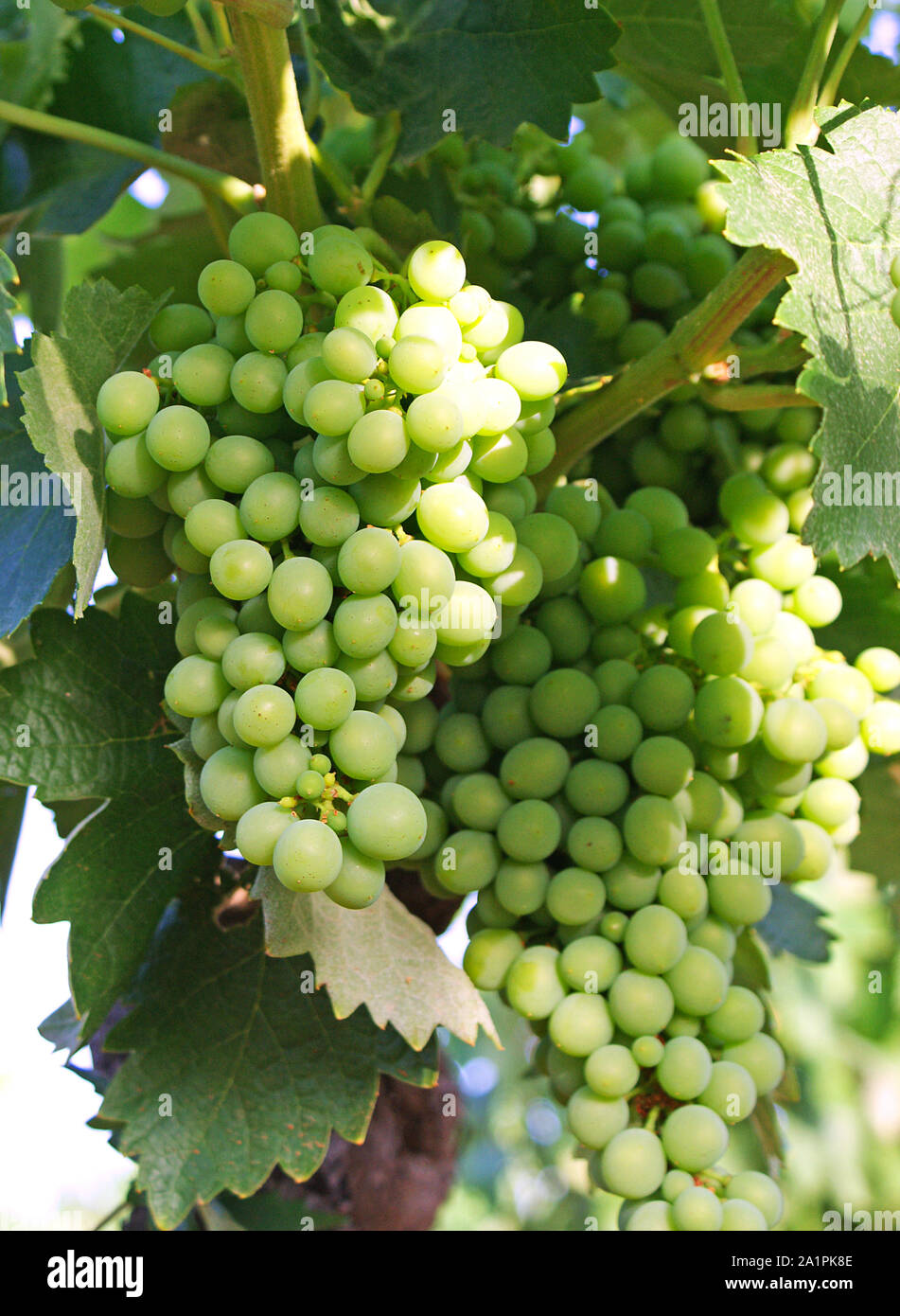 Grape, cluster, cluster of grapes, grapevine, vineyard, leaves, field ...