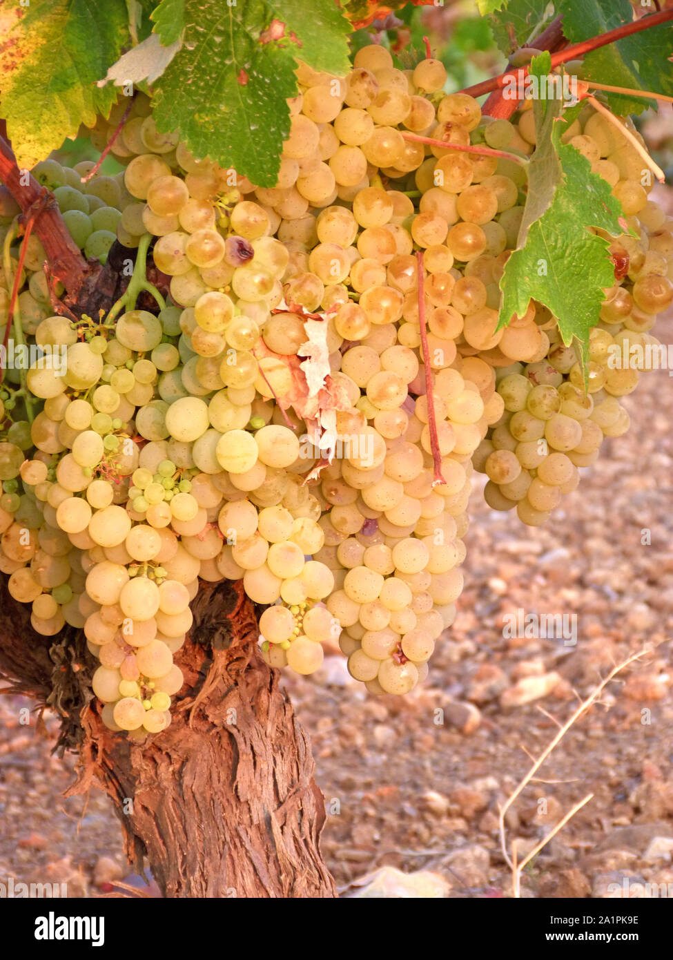 Grape, cluster, cluster of grapes, grapevine, vineyard, leaves, field ...