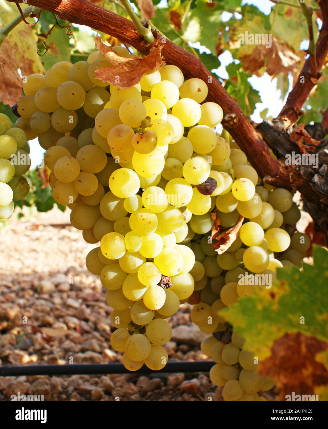 Grape, cluster, cluster of grapes, grapevine, vineyard, leaves, field ...