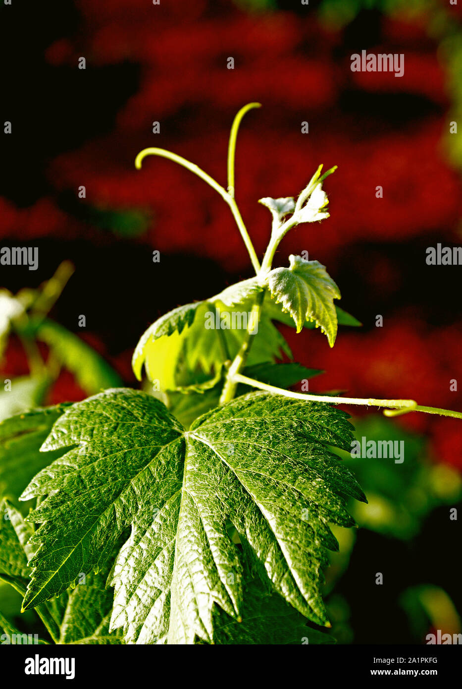 Leaves and stem of the grapevine Stock Photo - Alamy