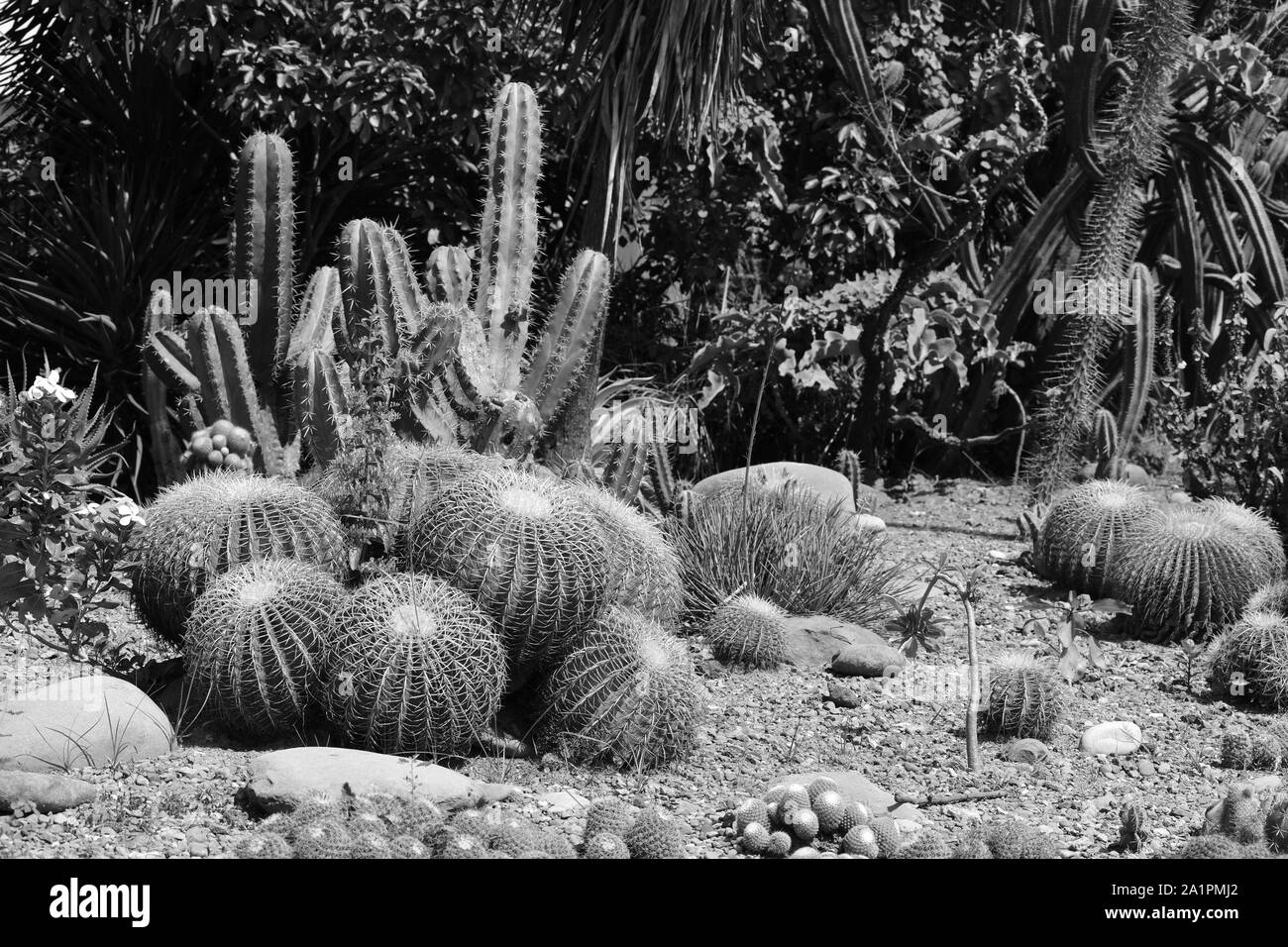 Golden hedge Black and White Stock Photos & Images - Alamy