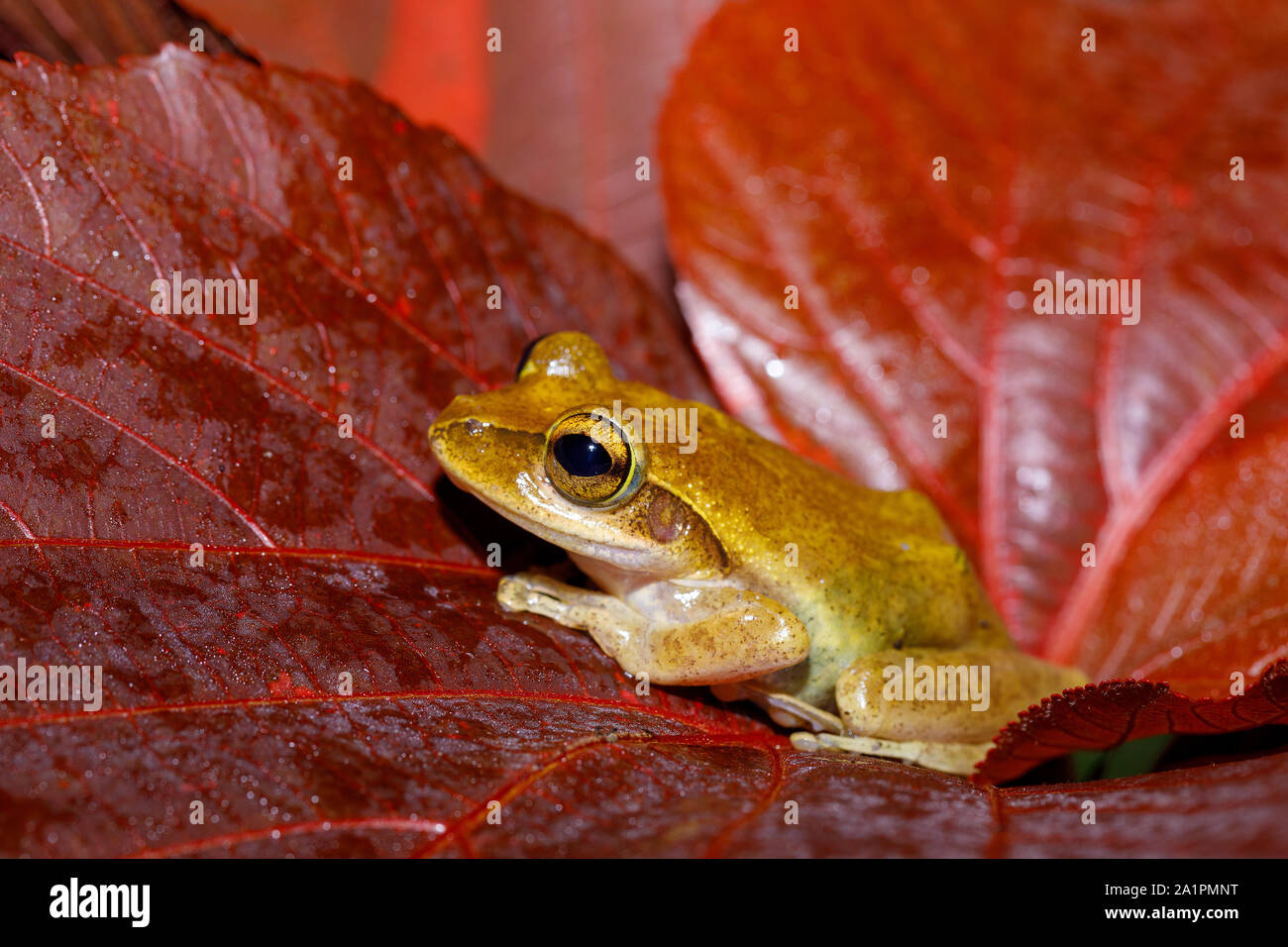 small tree frog Boophis rhodoscelis, species of frog in the Mantellidae ...