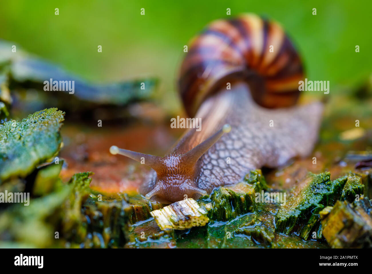 Giant african snail on ground madagascar, Africa wildlife Stock Photo ...