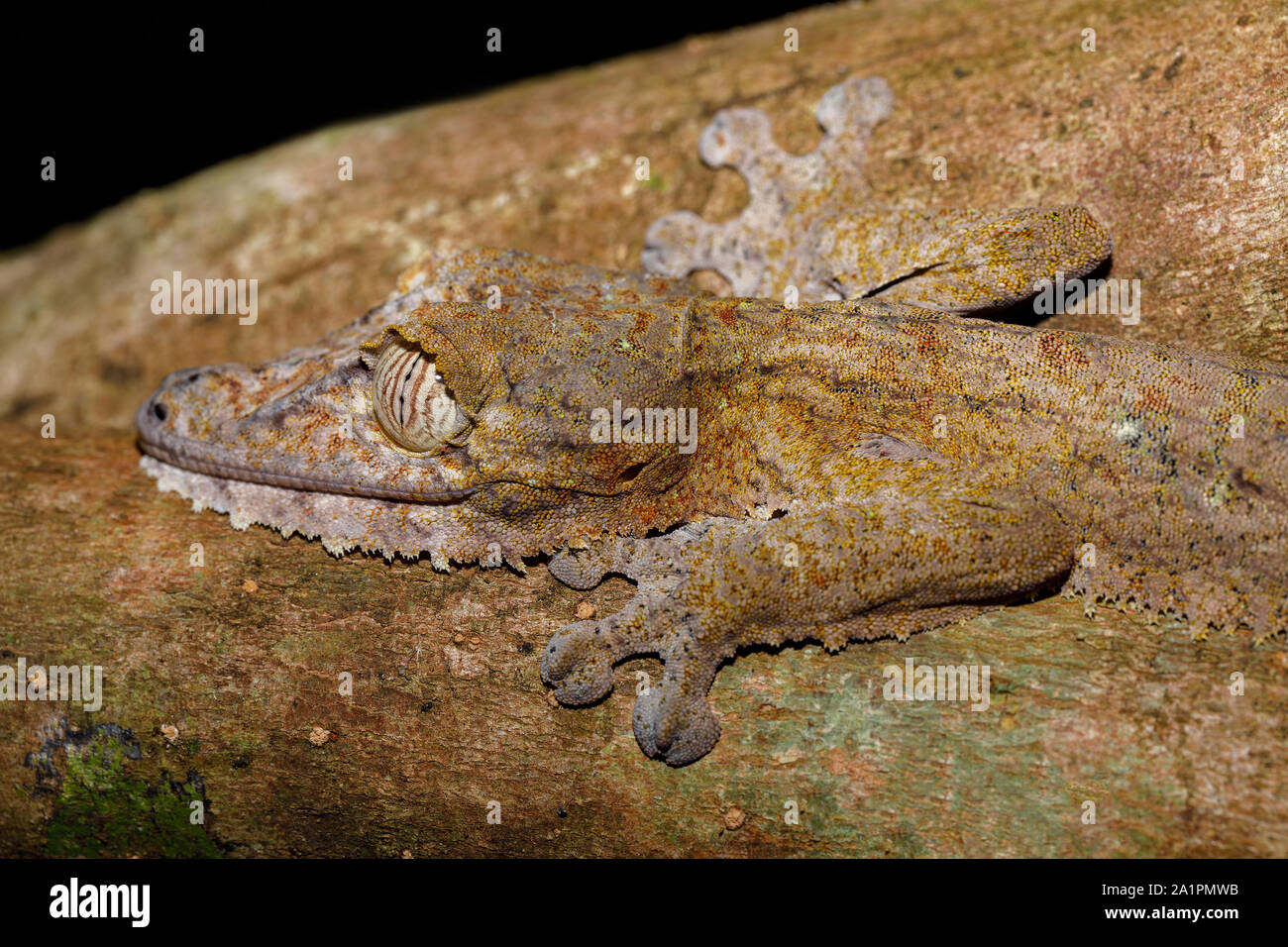 Giant night animal leaf-tailed gecko, Uroplatus fimbriatus, Nosy ...