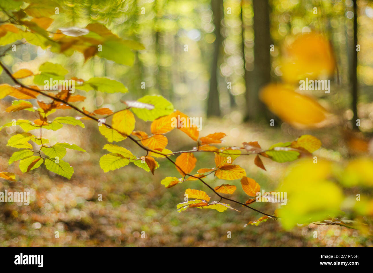 Colorful trees in the forest in the autumn Stock Photo - Alamy