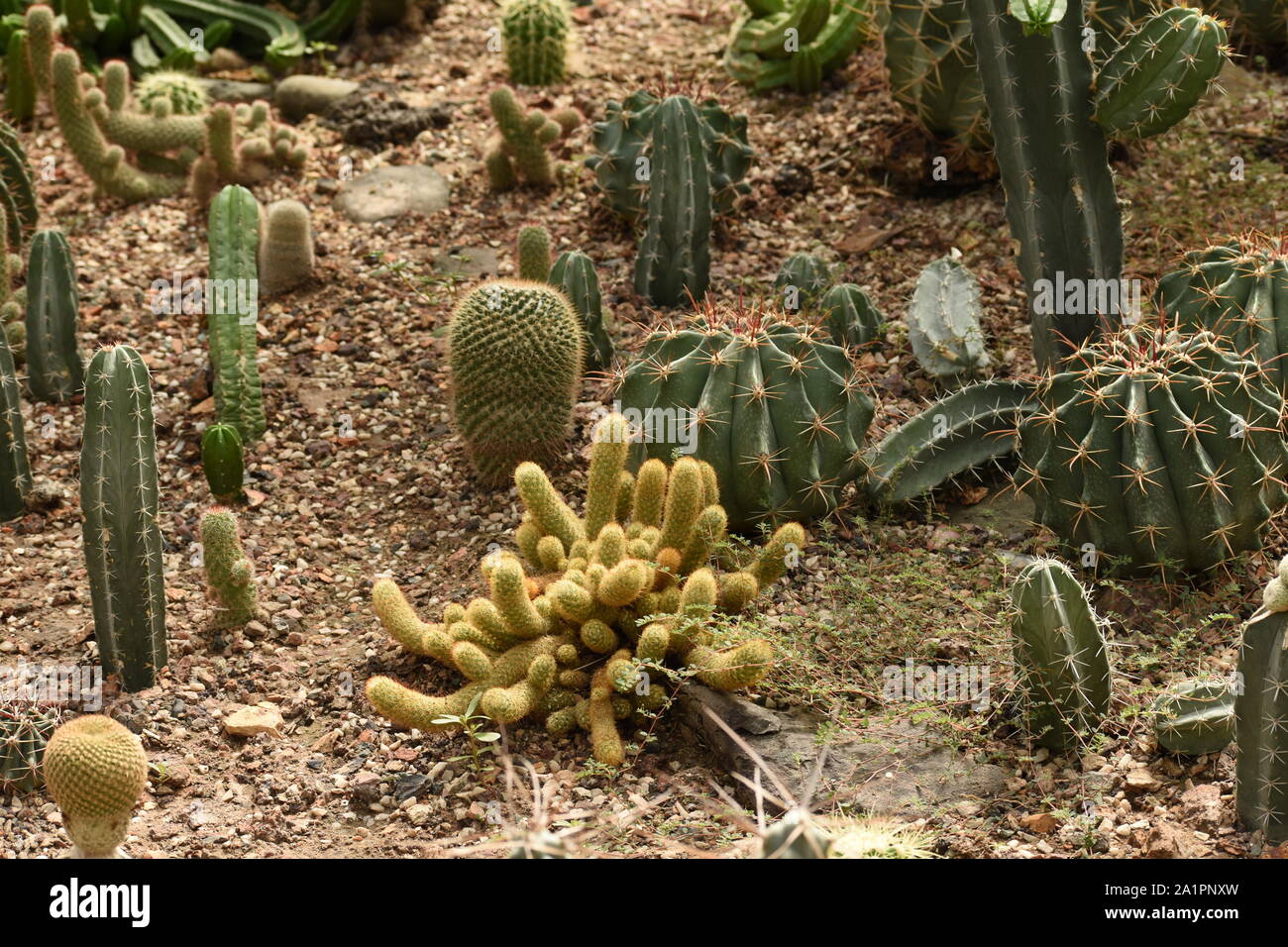 A yellow Lava cactus along with other types of cacti at the Cactus ...