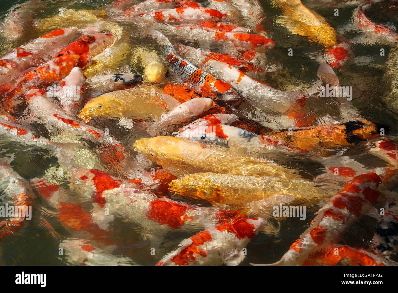 Carps (Koi fish, Cyprinus carpio) in pond crowding together competing ...